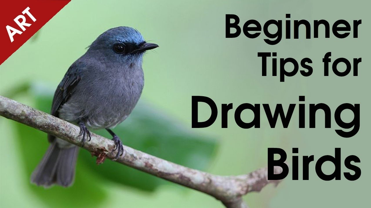 Beginner Tips for Drawing Birds [This N' That] - YouTube