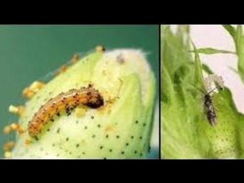 part-1 Cotton pest# Bollworm complex #Ipm of Bollworm #agriculture # ...