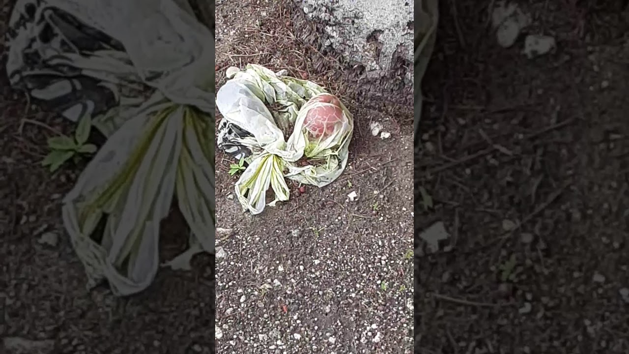 Santeria= waste of food. Cuba's starving cause they sacrifice all the ...