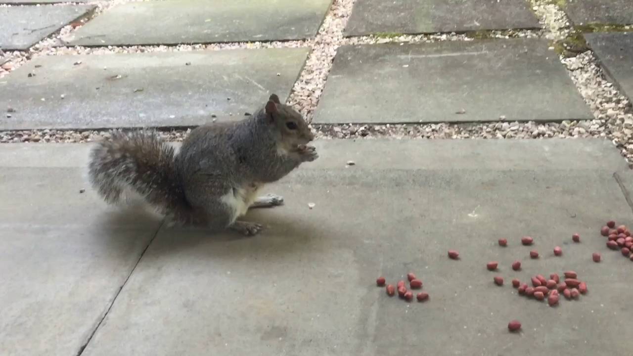 Squirrel feeding close up - YouTube