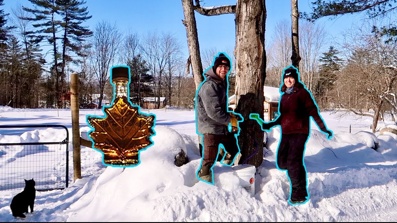 Tapping Maple Trees in our BACKYARD FARM (Organic MAPLE SYRUP) - YouTube