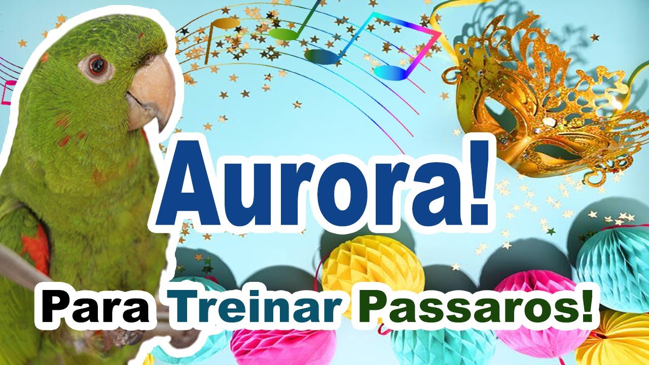 Assobio papagaio - canto aurora para treinar pássaros - YouTube