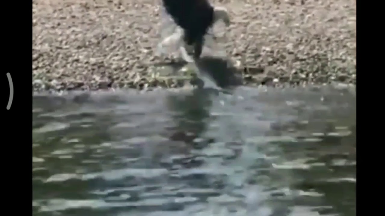 Video of bald eagle ‘swimming’ with fish in its claws on St. Croix ...