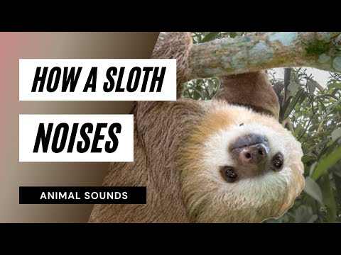 The Animal Sounds: How a Sloth Sounds Loud /  Sound Effect/ Animation
