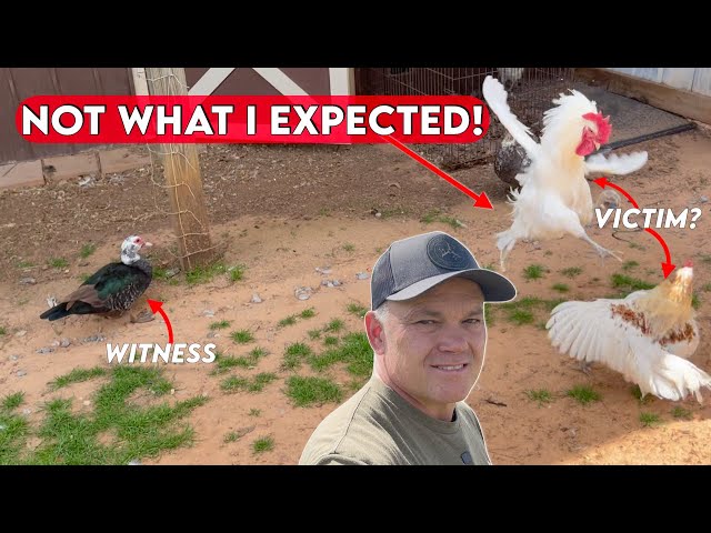Chicken Fight Chicken