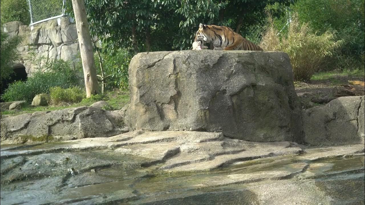 Tiger feed at Chester Zoo - YouTube