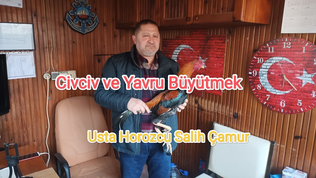 Civciv, Piliç ve Yavru Büyütme # Usta Horozcu Salih Çamur Anlatıyor ...