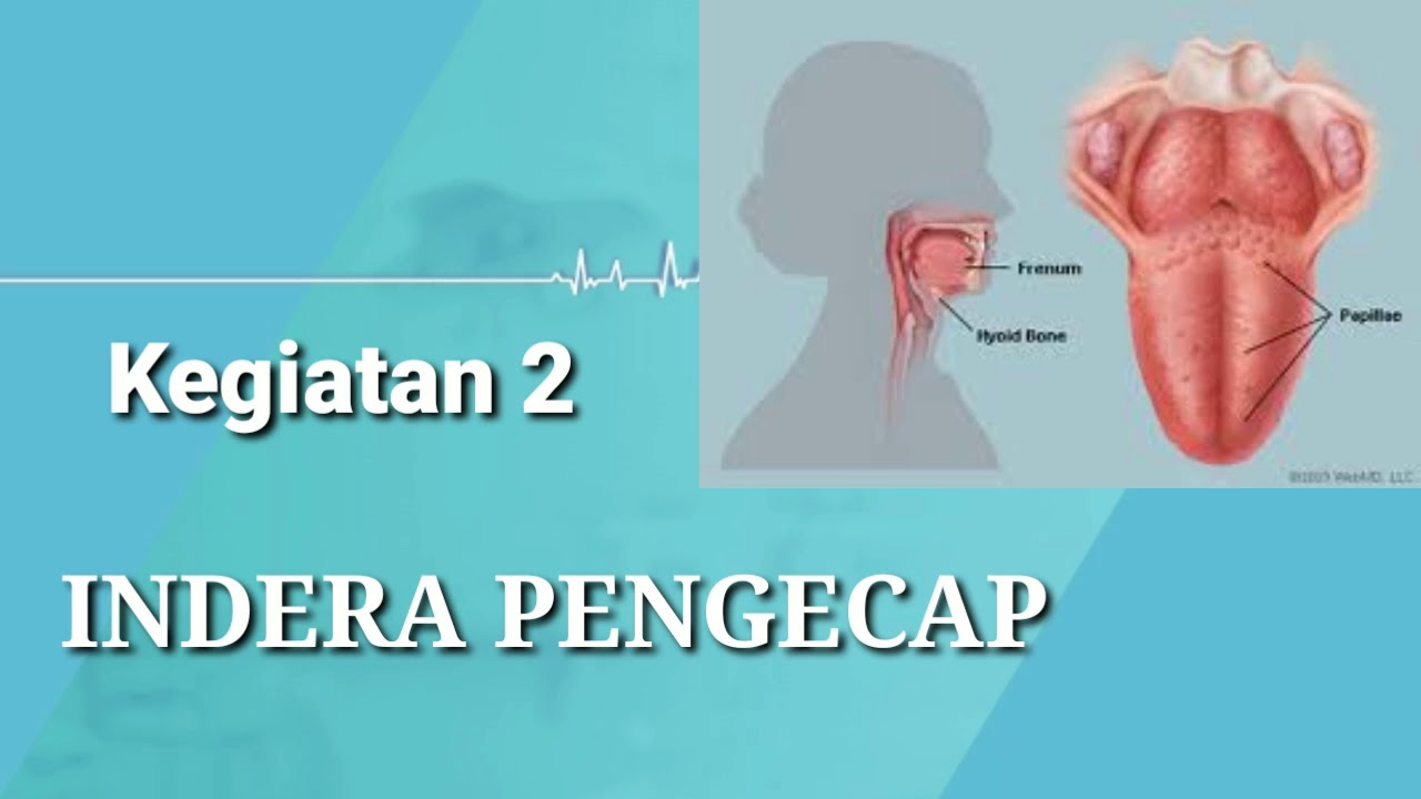 Indera Pengecap💞 - YouTube