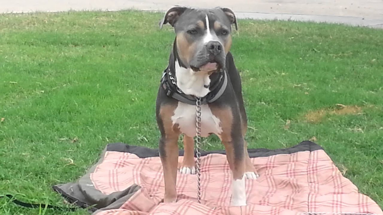 Tricolor bully - YouTube
