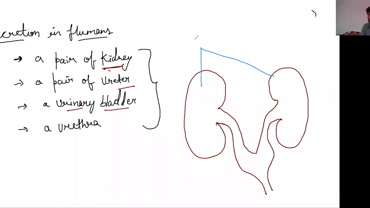 Class 10 || Life Processes || Part 15 (Excretion by Humans) Class 10 ...