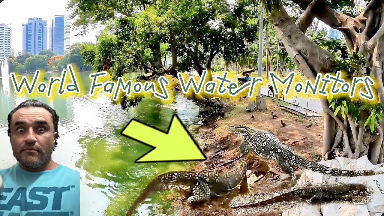 🇹🇭Living Abroad: A Day with Giant Water Monitors at Bangkok’s Lumpini ...
