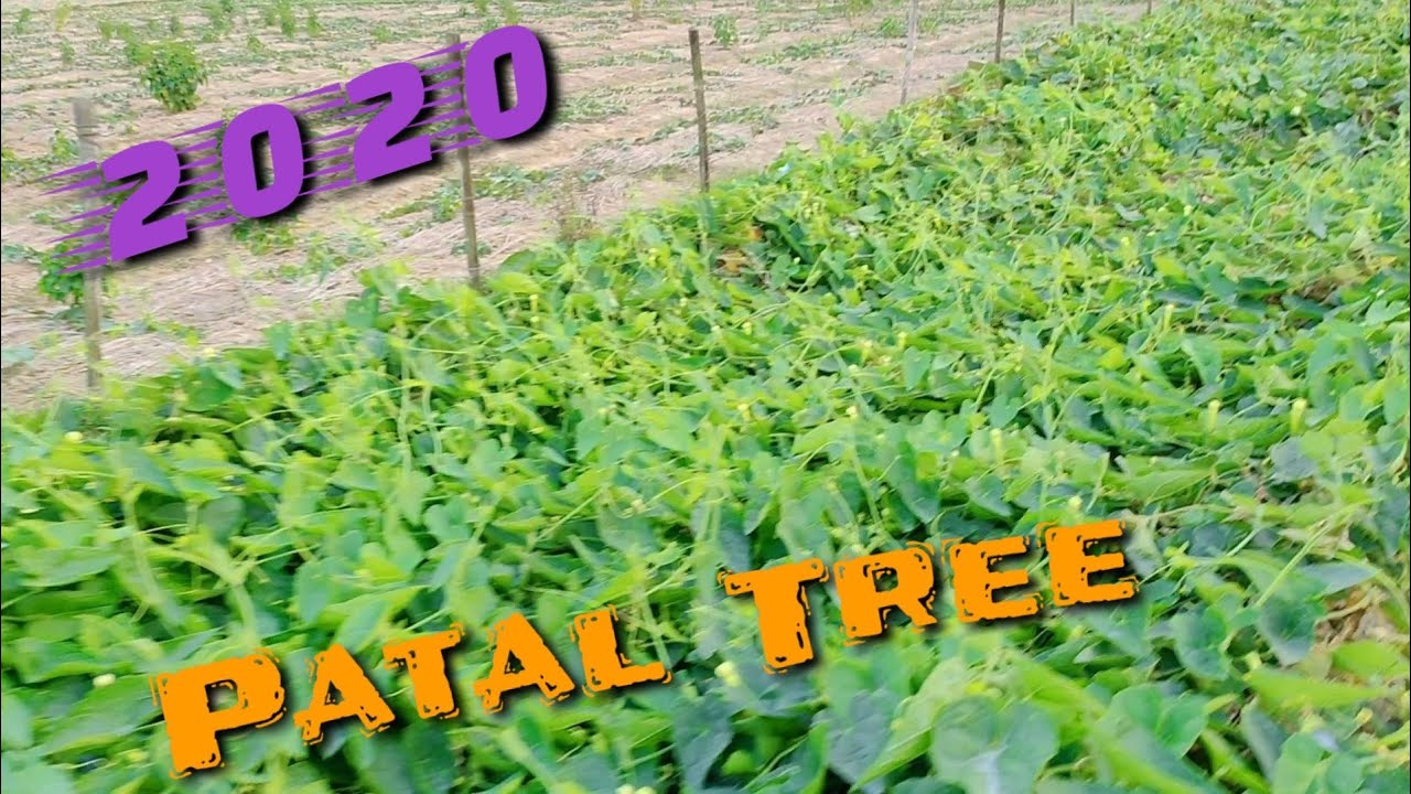 মাচার পটল গাছ | Patal Tree Grow | How to Grow Patal Tree | New Farmer ...