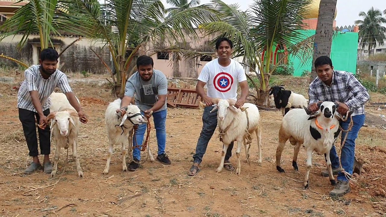 Amingad Sheep Breed Ki Puri Jankaari | Tipu Sheep And Goat Farm ...