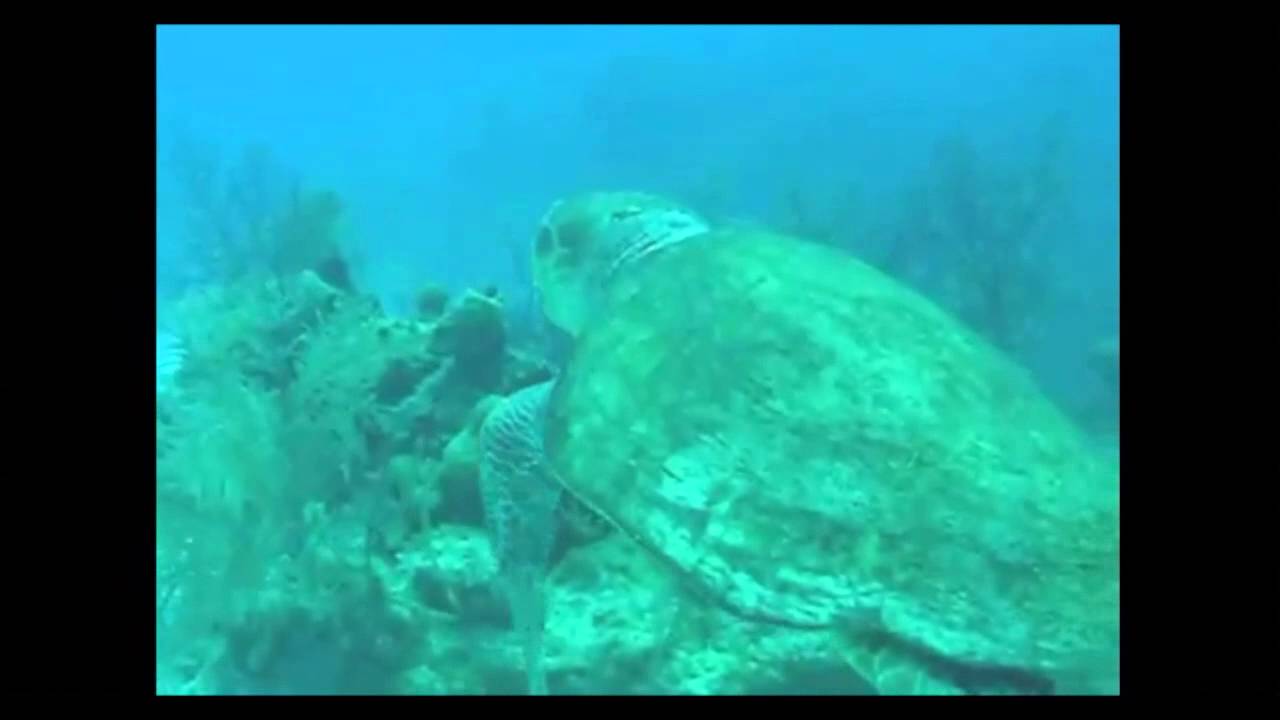 Loggerhead Sea Turtle Endangered Species Project - YouTube