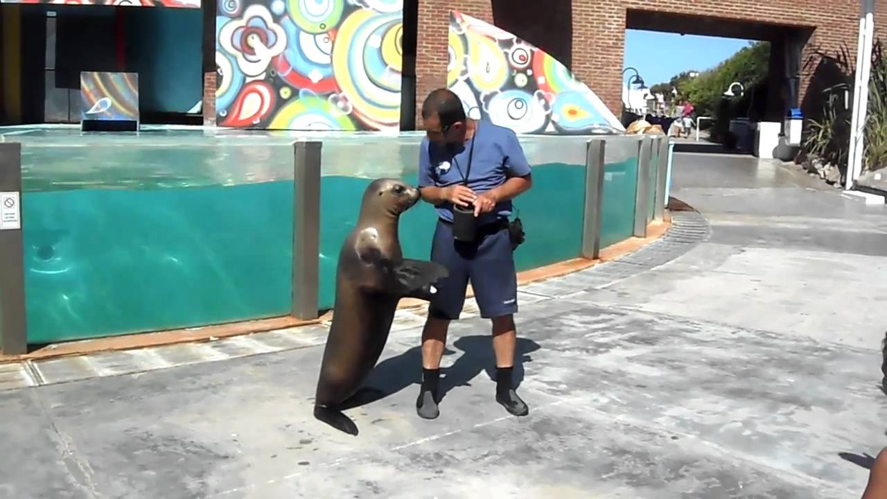 Foca che ci saluta..... Acquario di Mar Del Plata - YouTube