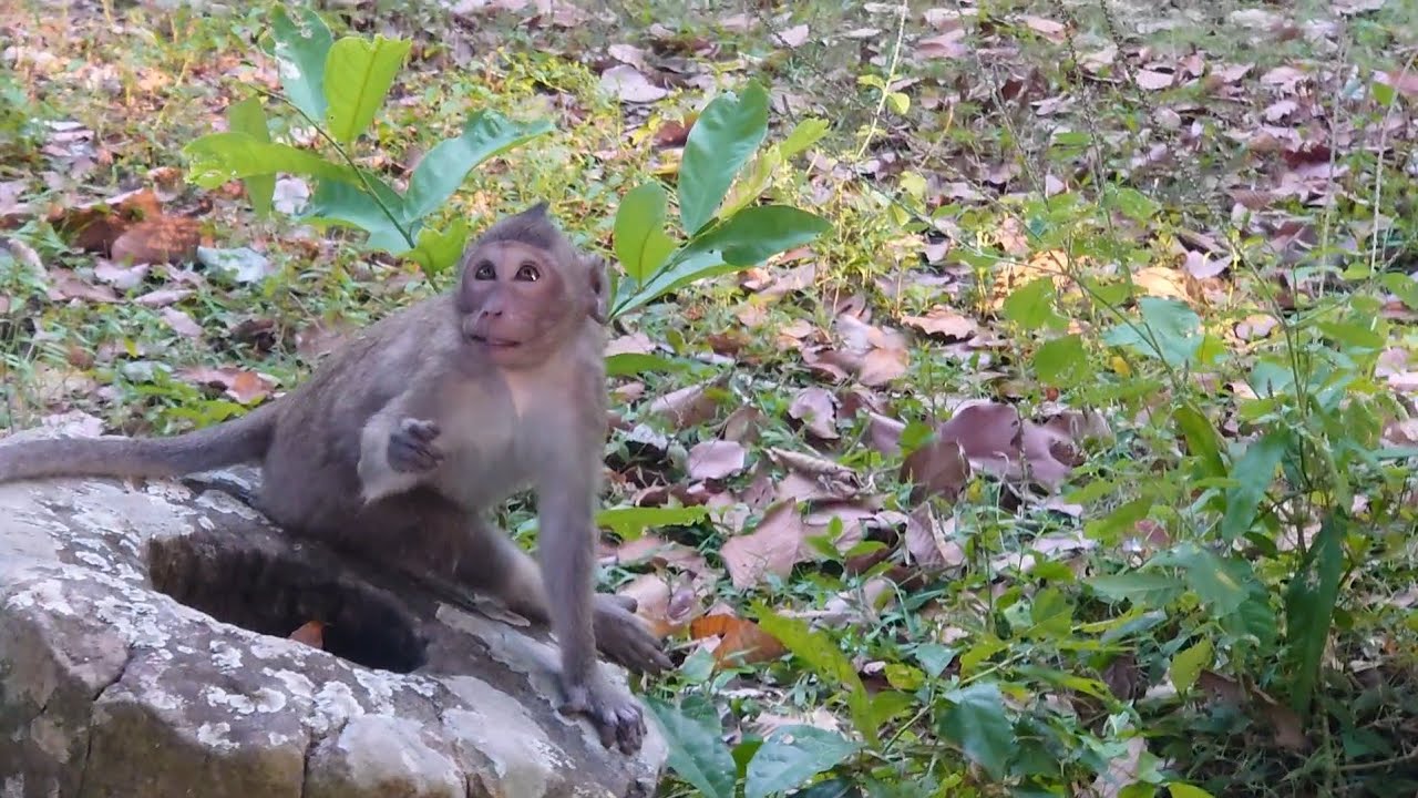 Jane monkey hidden from any male monkey, and takes in for children over ...