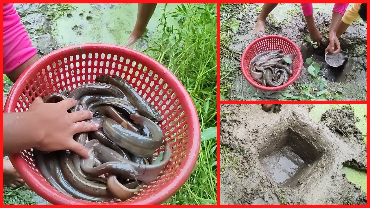 Unbelievable Hole Fish Trap- Smart Boy Catching Fish In Pond - YouTube