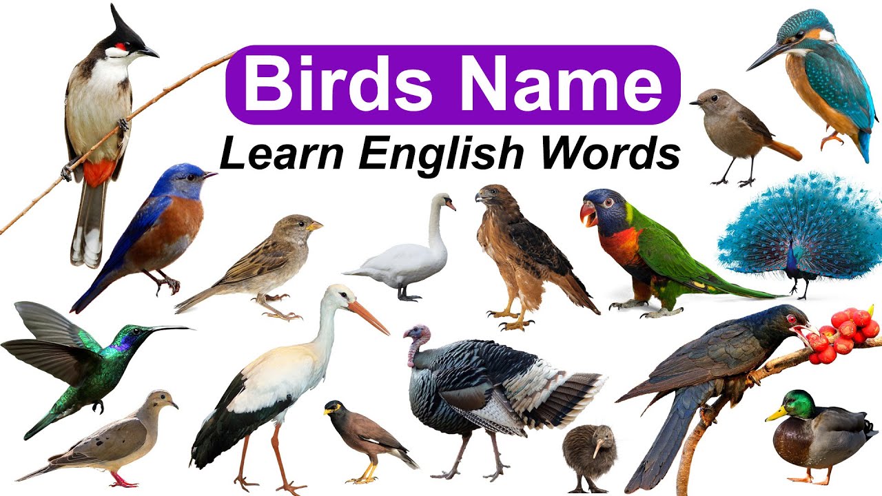Birds Name| Pre School | Learn English Words (Spelling) Video For Kids ...