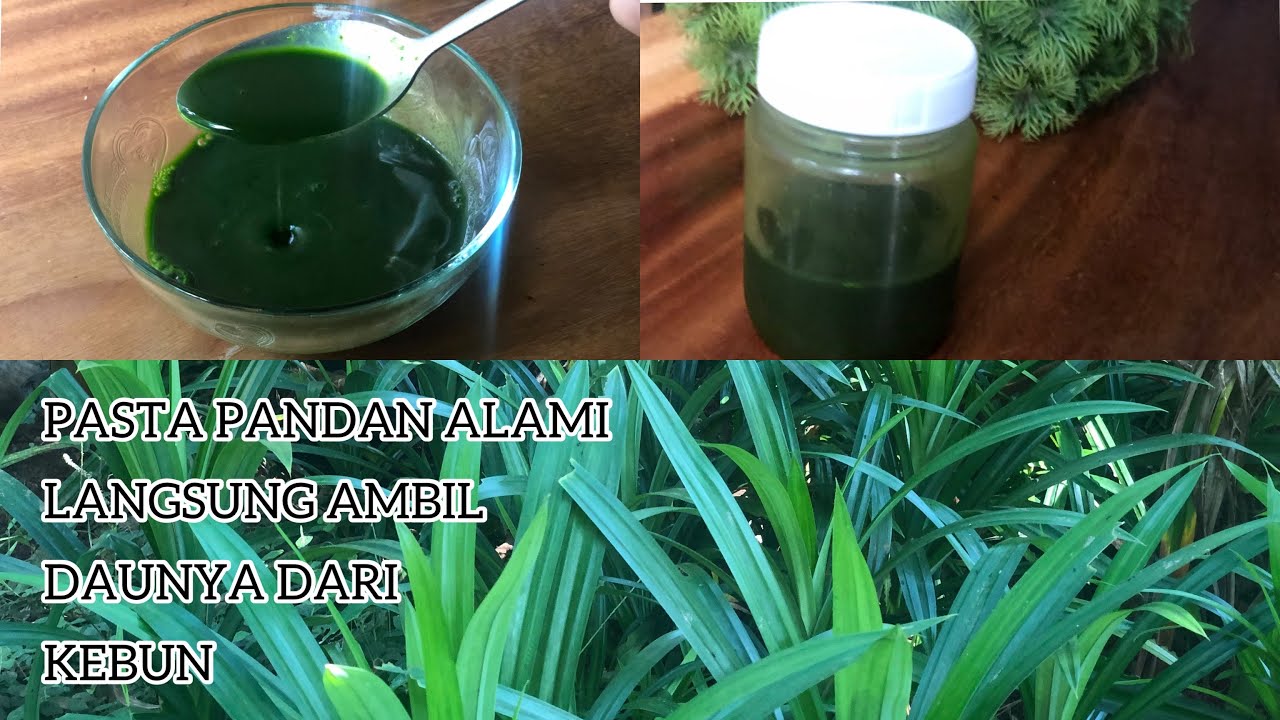 Cara membuat pasta pandan alami dari daun pandan - YouTube