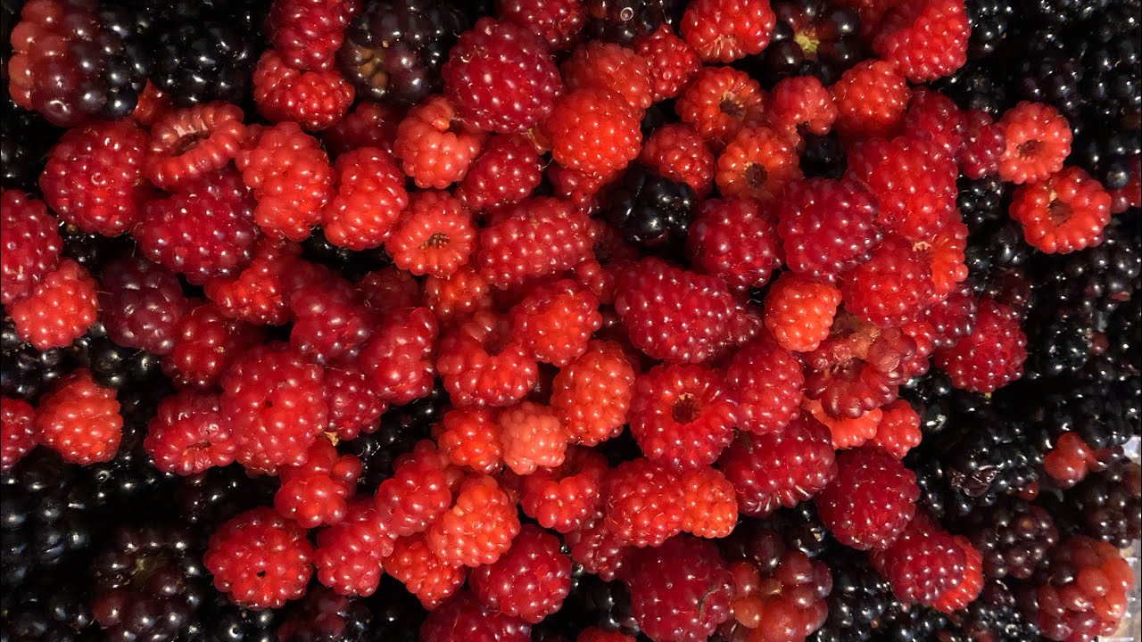 Foraging wild berries - YouTube