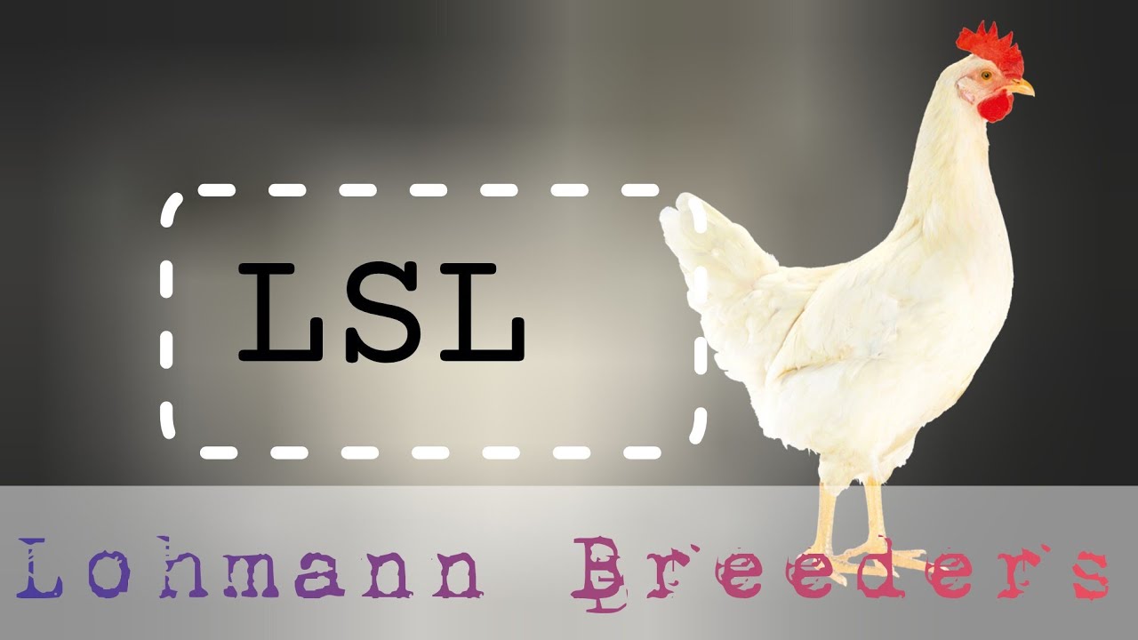 Lohmann Breeder LSL - YouTube