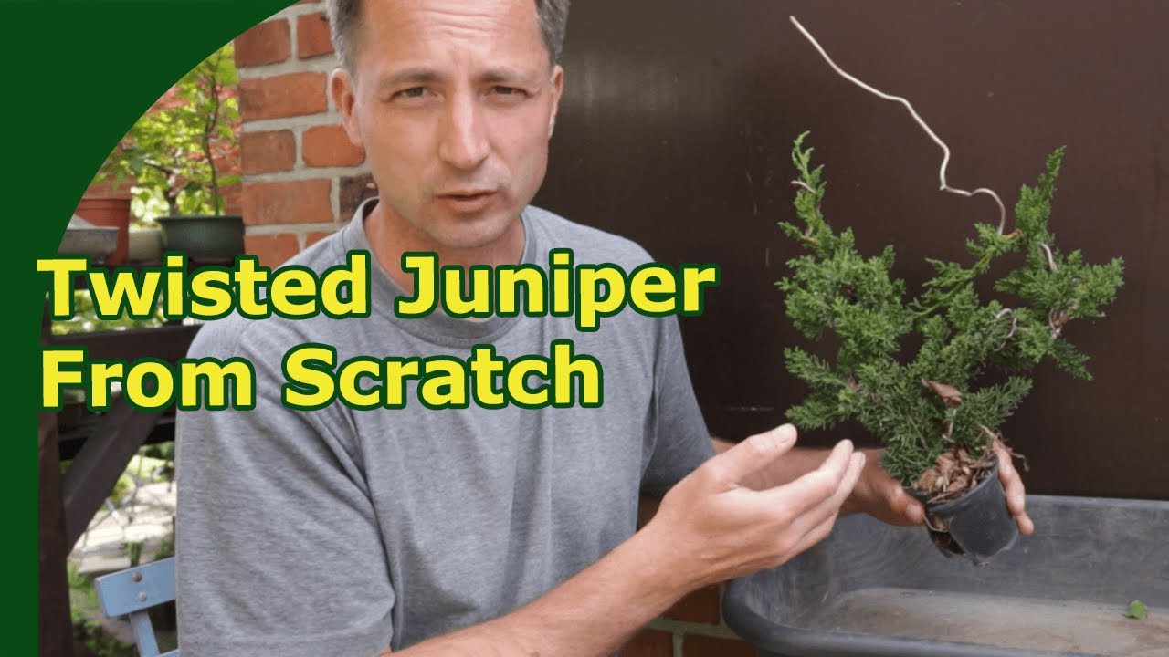 How to Create a Twisted Juniper Bonsai from Sacrifice Branches - YouTube