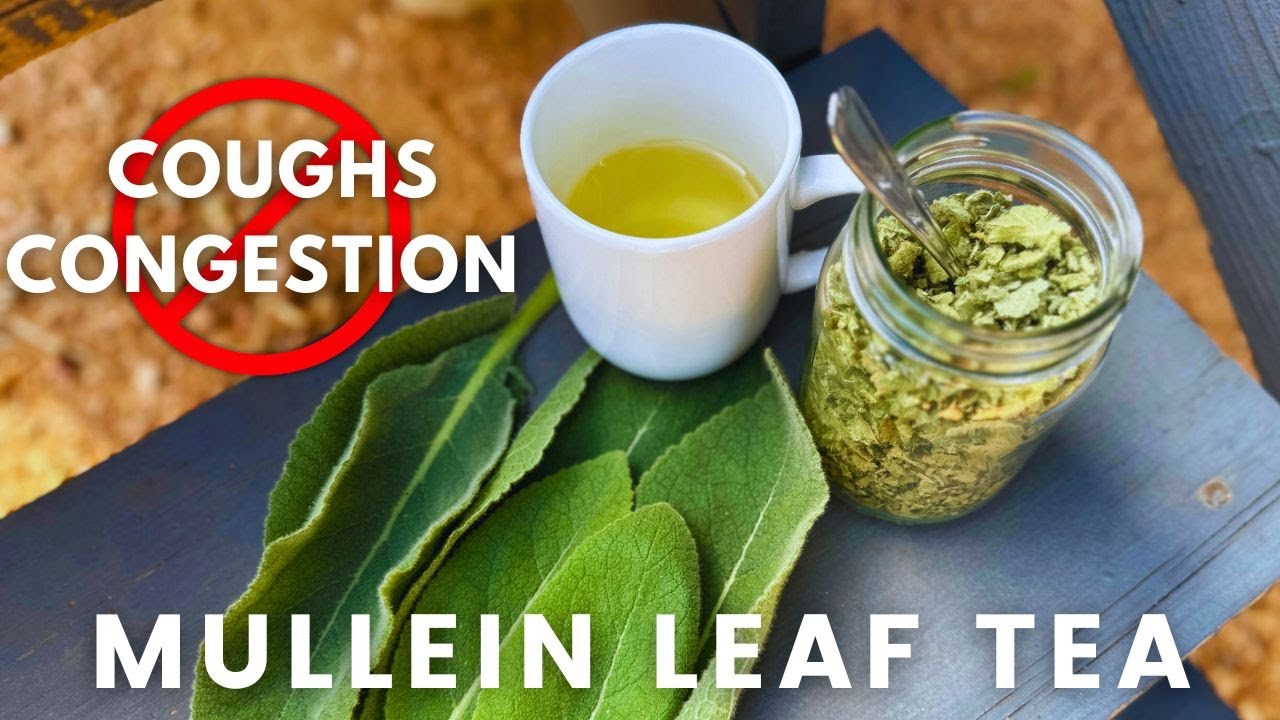 How to Harvest and Brew Mullein Leaf Tea - YouTube