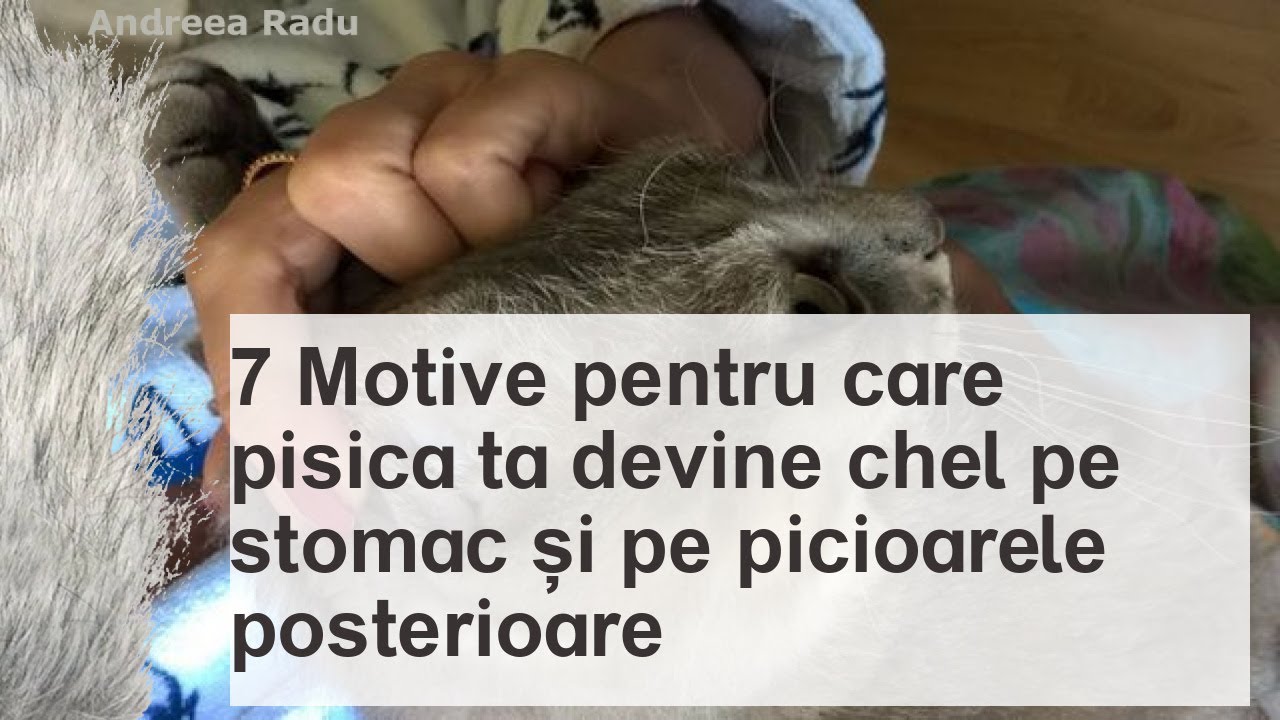 7 motive pentru care o pisică se cheliește pe stomac și pe picioarele ...