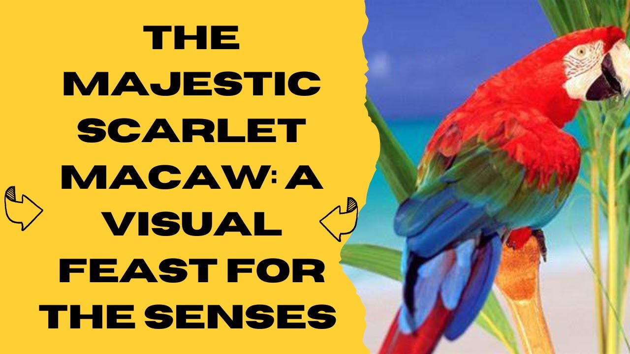 The Scarlet Macaw: A Glorious Bird with a Critical Role in the ...