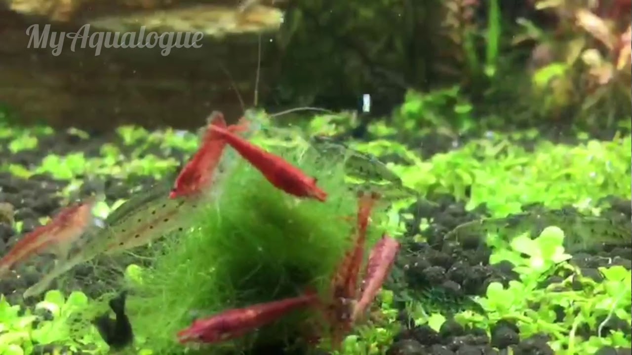 Shrimp Algae Battle - YouTube