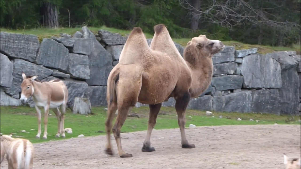 Double humped Bactrian Camels with calves - YouTube