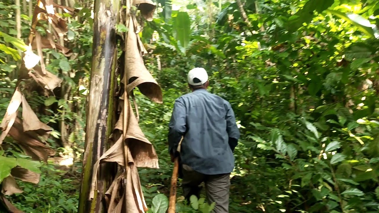 MAGANDANG TANIM ANG SAGING NA SABA PLANT AND FORGET CROPS, FARM 3 NA ...