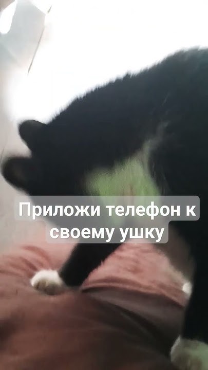 Зайка я тебя люблю🐇 ️💋 Kpop эстетика Blackpink Youtube