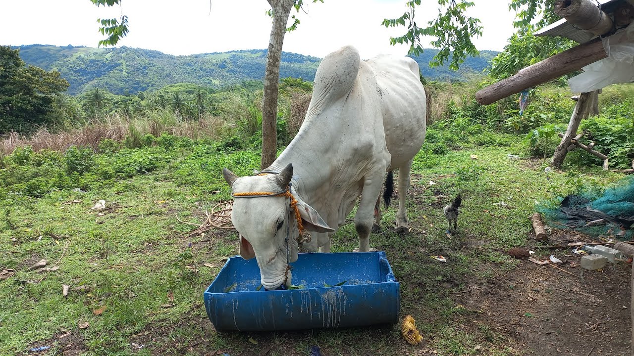 SORGOM ANG PAGKAIN || ANG DAMI NYANG KAGAT NG POTAKTI #cow #animals # ...