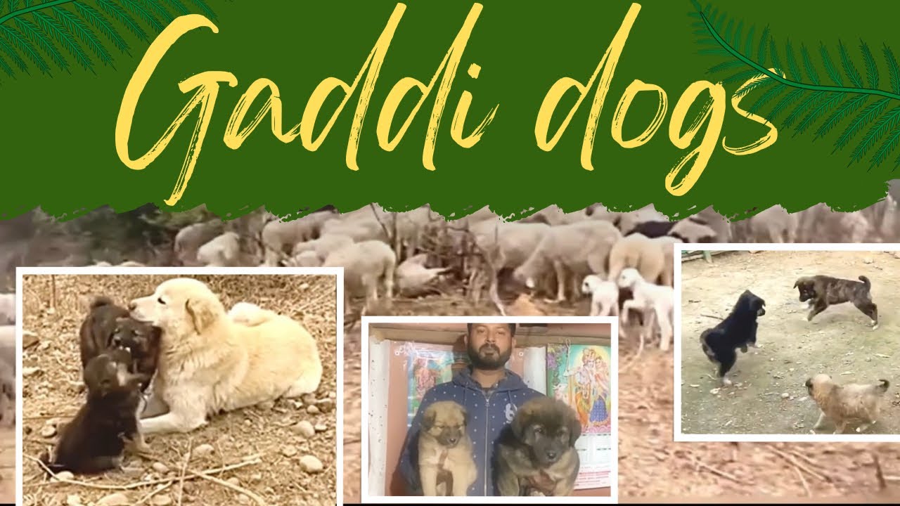 Himalayan Shepherds & Top Dog Breeds | Bhotiya, Baan, Bakarwal ...