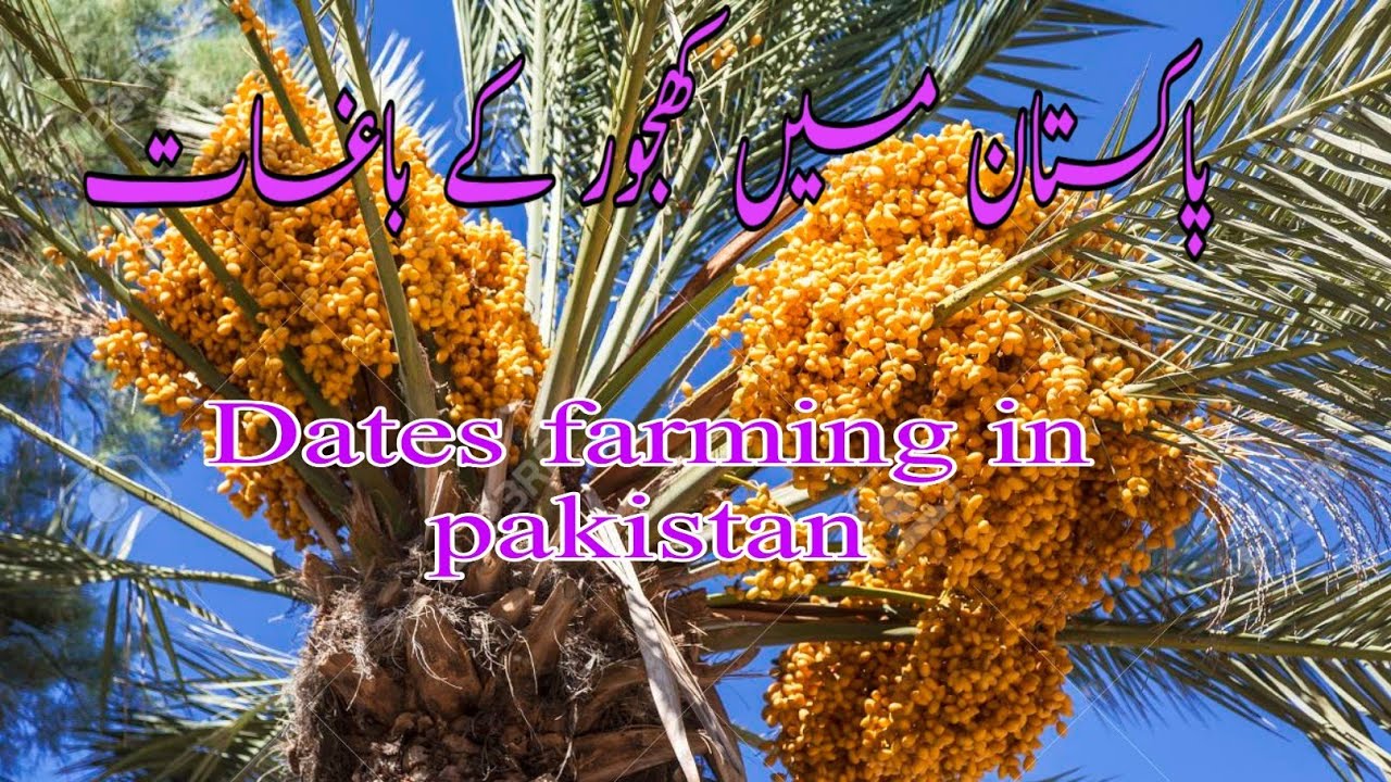 Dates farm in pakistan - YouTube