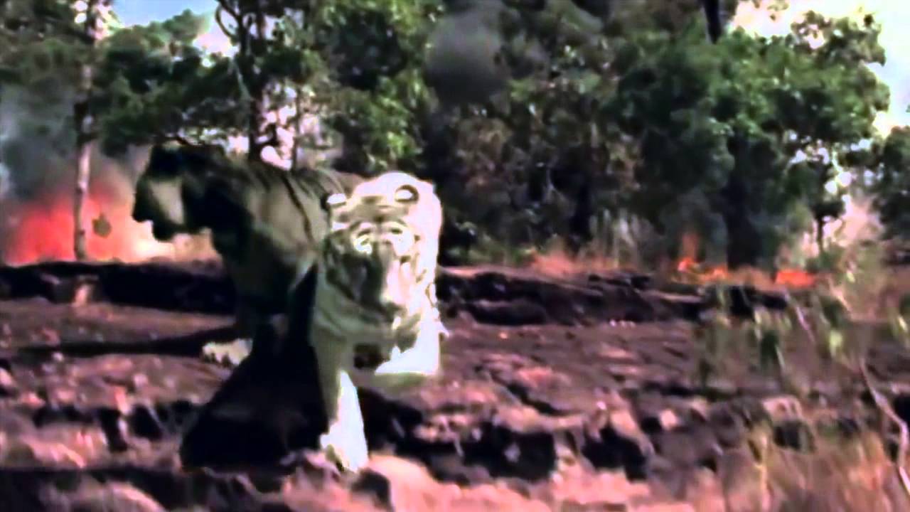 Tiger's Curse book trailer - fan made - YouTube