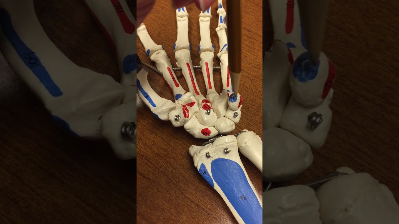 Wrist Bony Landmarks - YouTube