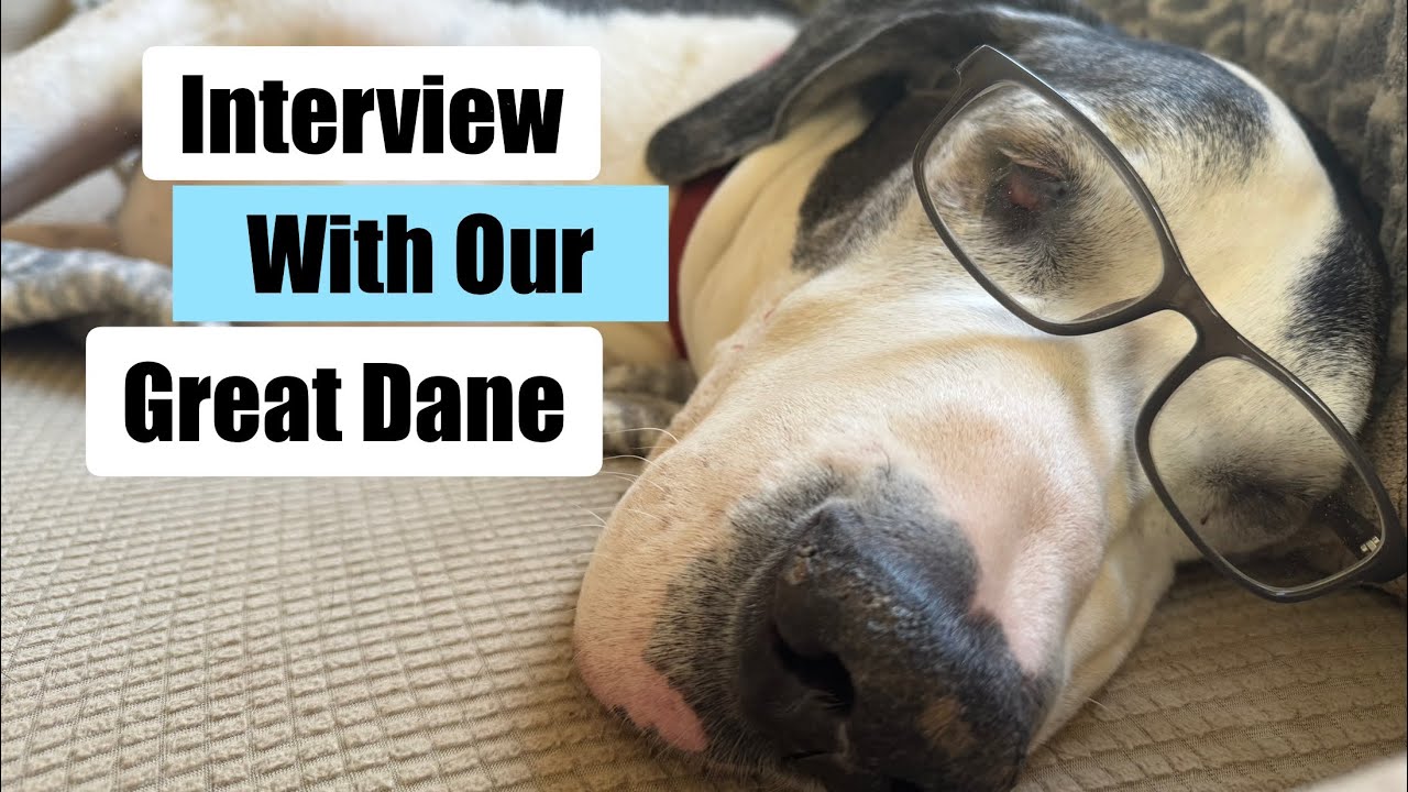 Interview with our Great Dane - YouTube