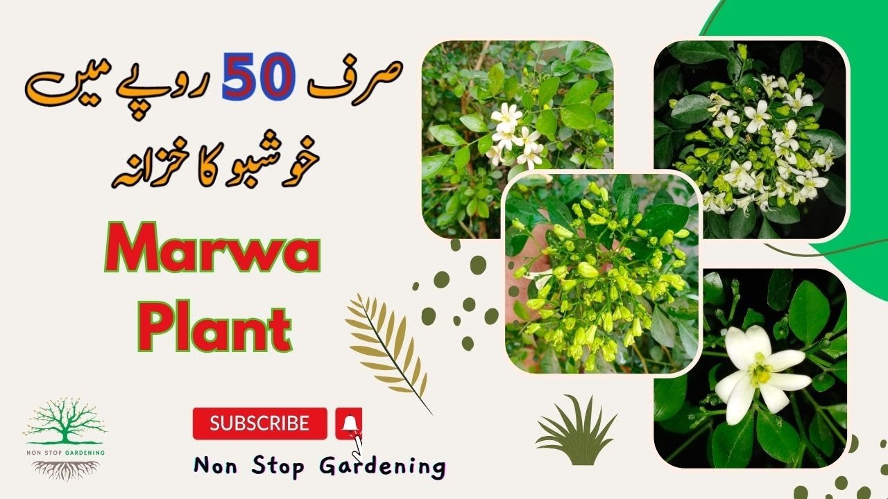 Grow Marwa (Murraya) Plant Ι Flower Ι Green Ι CareΙ Outdoor Ι Roof top ...