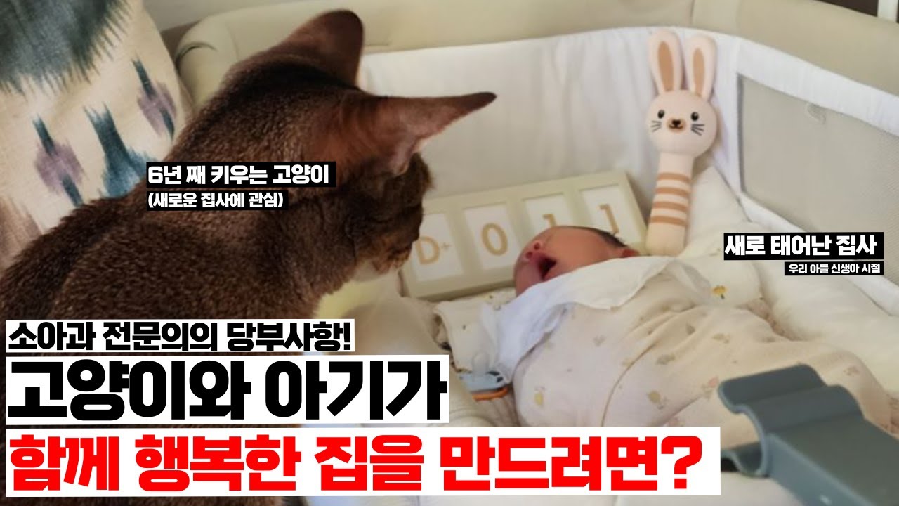 아기와 고양이 모두 행복하려면 3가지를 기억하세요 육아육묘 With 소아과 전문의6년차 집사 마일스톤 육아살롱 Ep