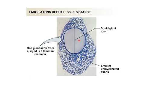 15 - BIOL 330, Chapter 08, Part C - Local current flow, conduction, and ...