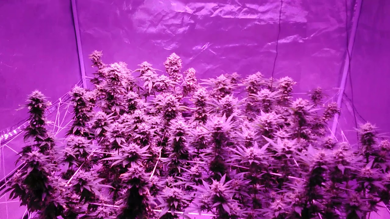 18+ trinity kush viparspectra 900 gaia green 4x4 scrog grow 48 days in ...