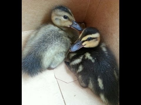 Baby Ducks- 1 week old - YouTube