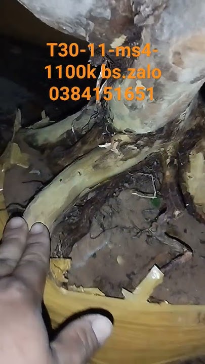 Mai rừng búp đỏ. Mai rừng bình thuận - YouTube