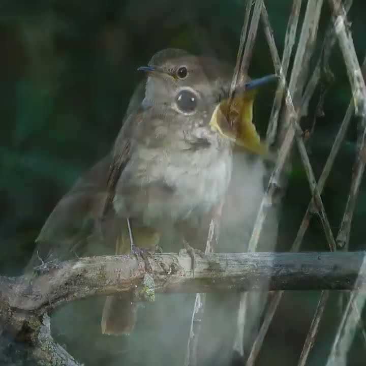 Pocas especies de aves se hacen notar tanto como el ruiseñor. - YouTube
