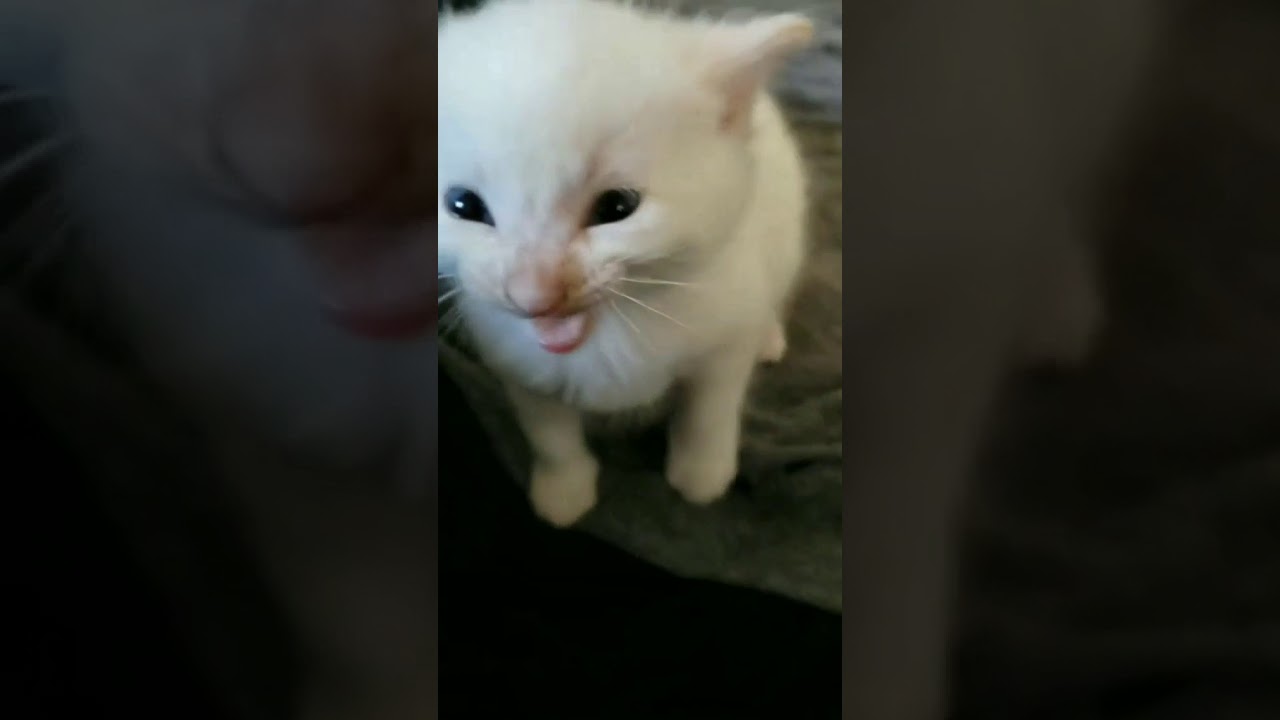 Hi Herbert - YouTube