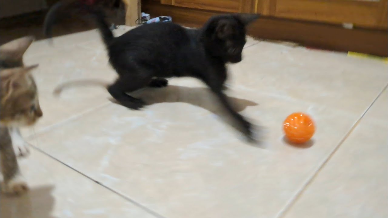 Funny kittens playing with ball || kittens playing together - YouTube