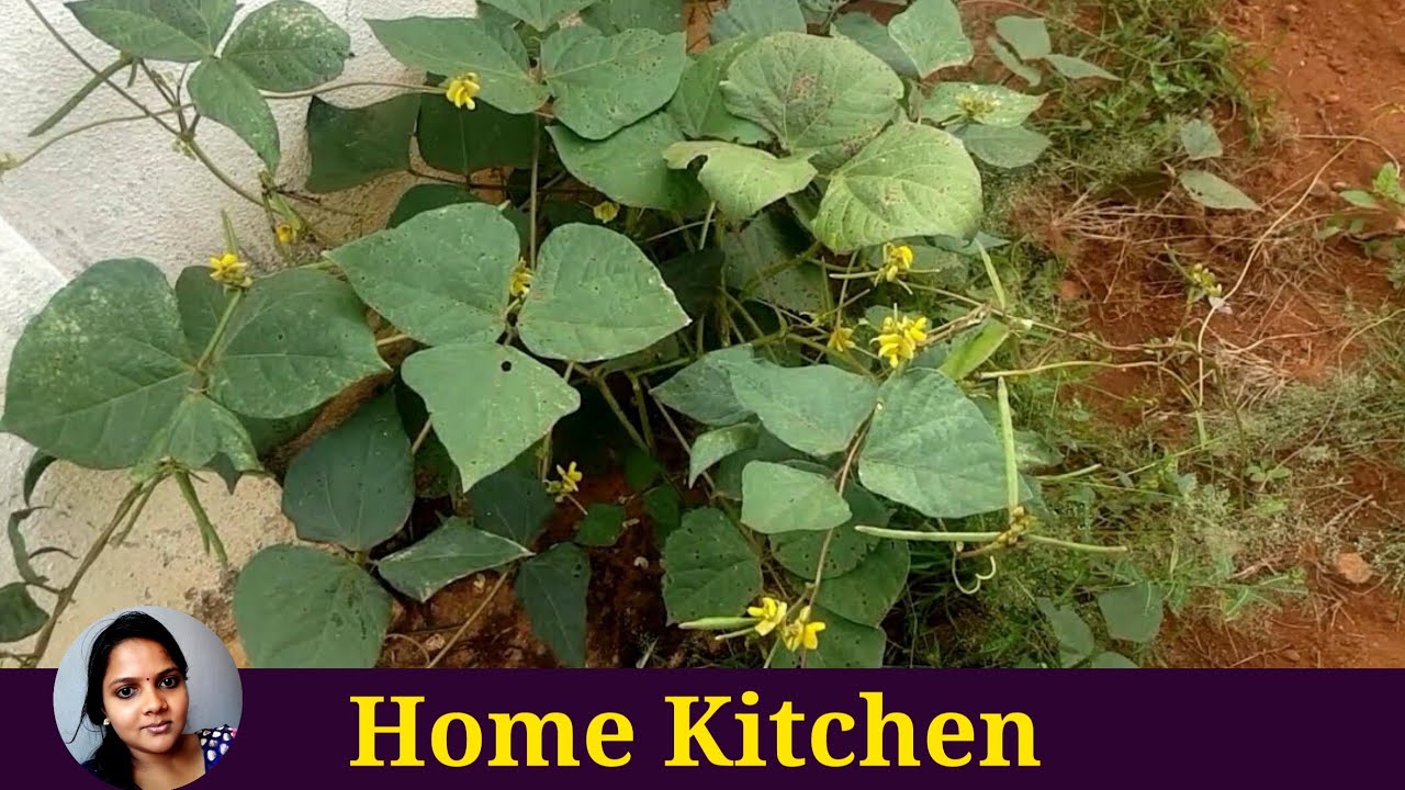 Green gram plant | Pachai payiru sedi | Moong dhal plant | vegetable ...