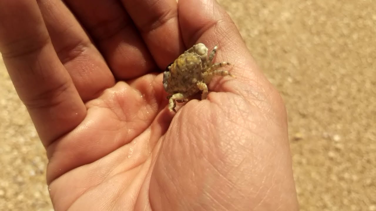 WildLife of a mini crab - YouTube